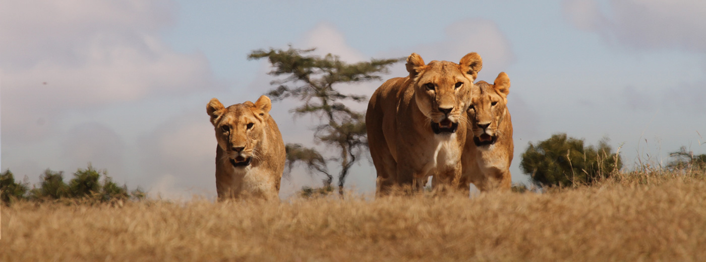 Africká cesta : SAFARI PARK RESORT
